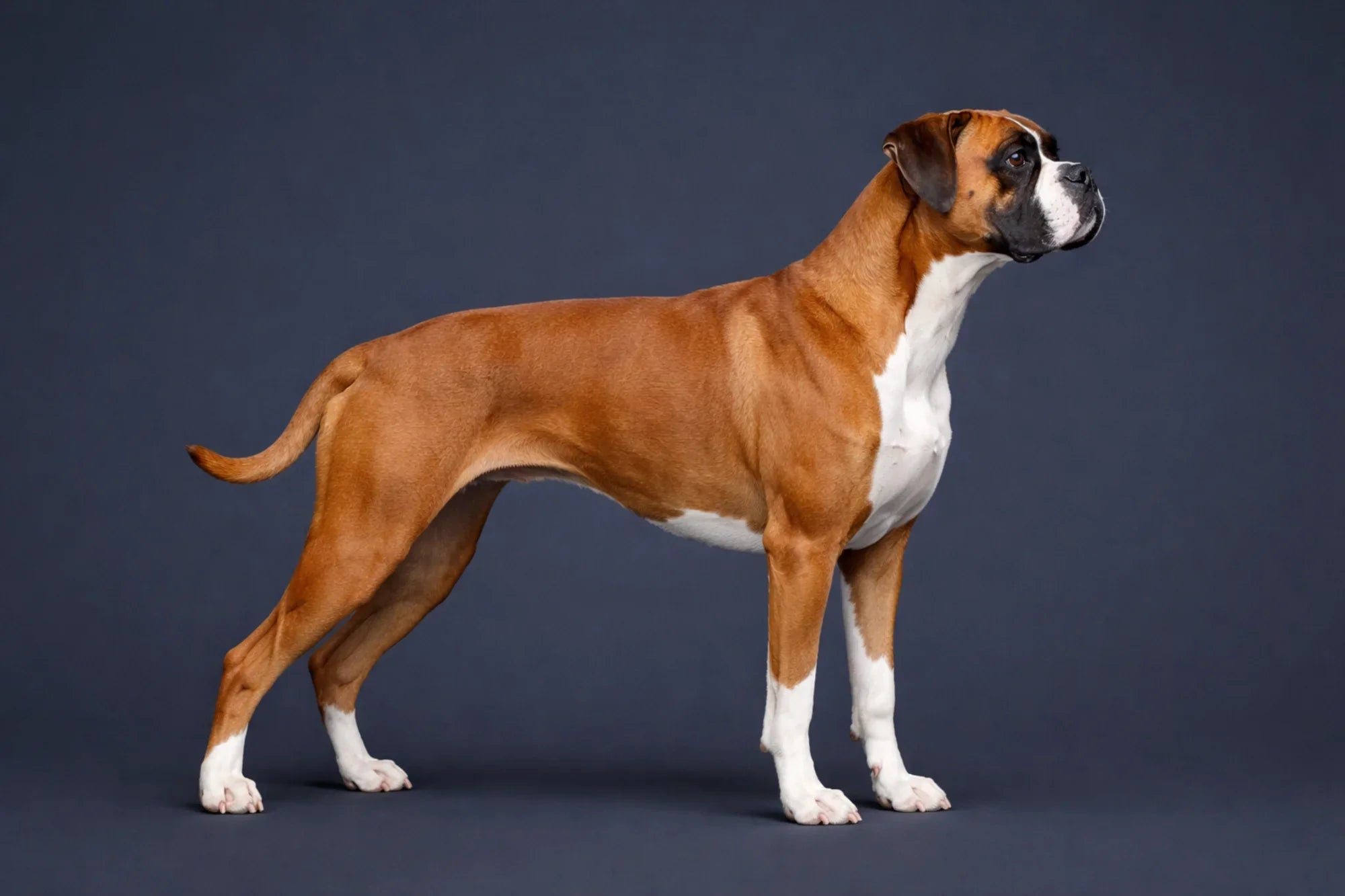 Boxer Dog Breed Guide: Temperament, Care, Costs and FAQs – Select Urns