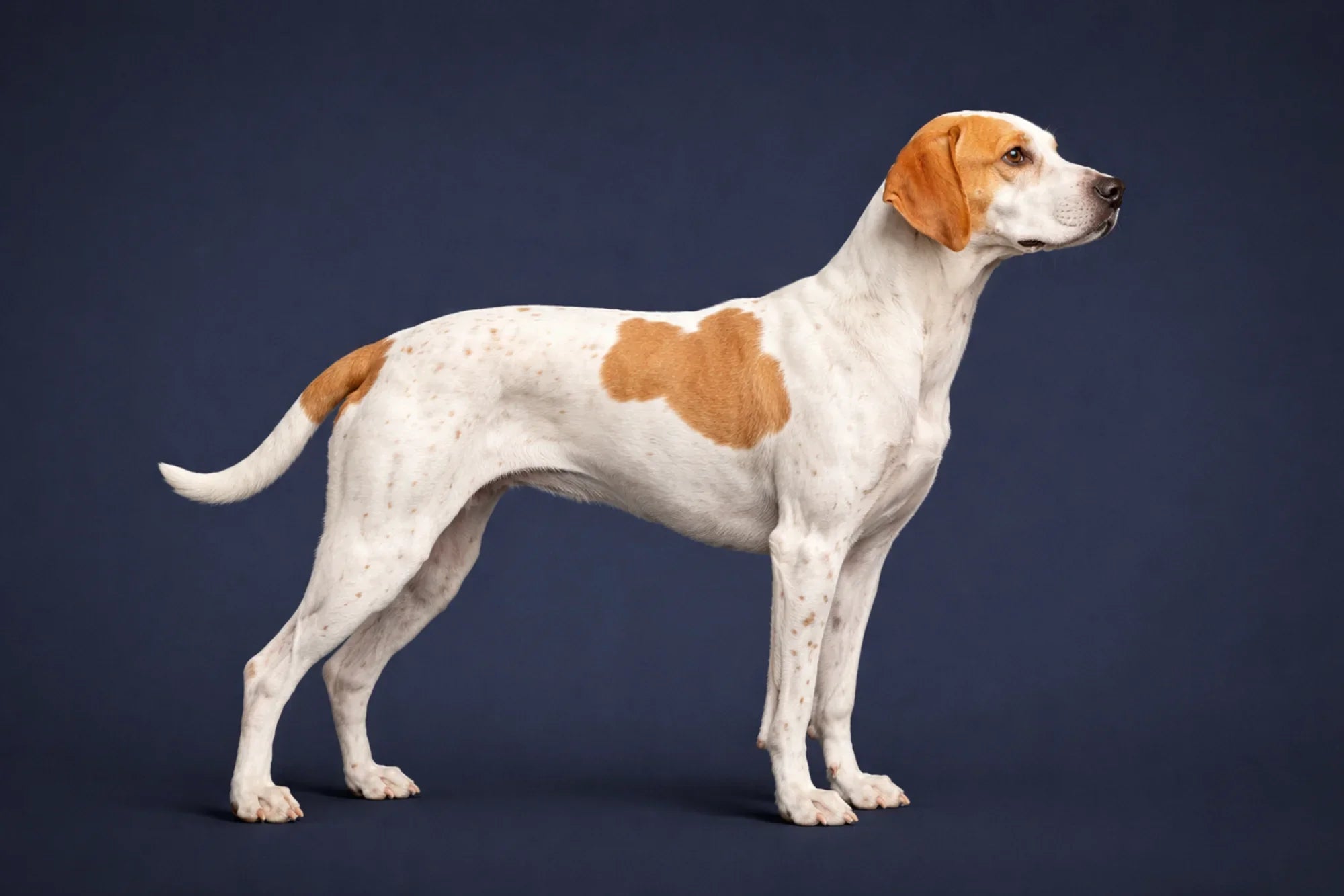 Braque Saint-Germain Dog Breed Guide: Care, Training, Costs – Select Urns